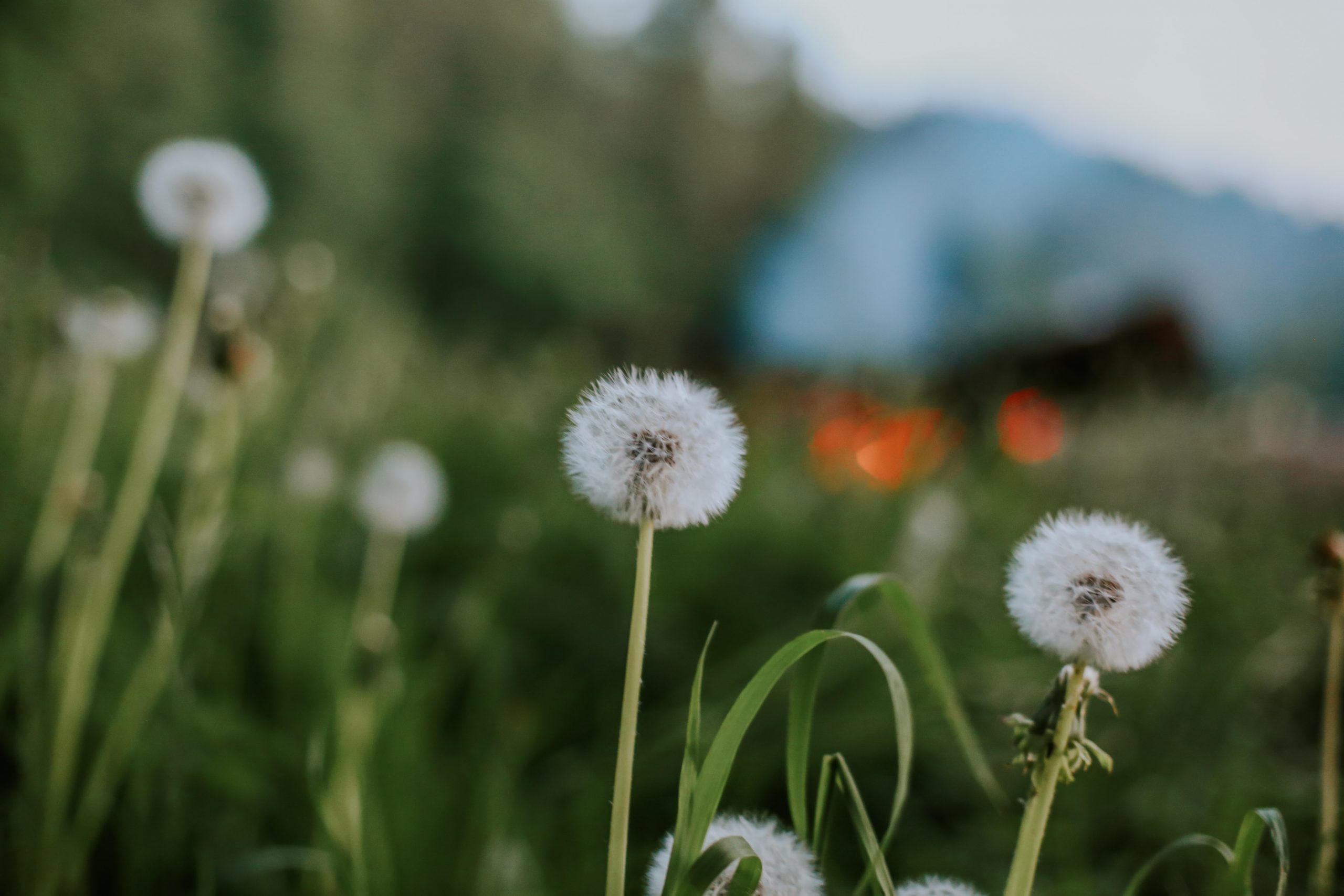 daiga-ellaby-XjLtQKUJnj0-unsplash | Nirvana Asia